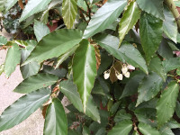 undulata(sp) ウンドゥラータ – Begonia Club