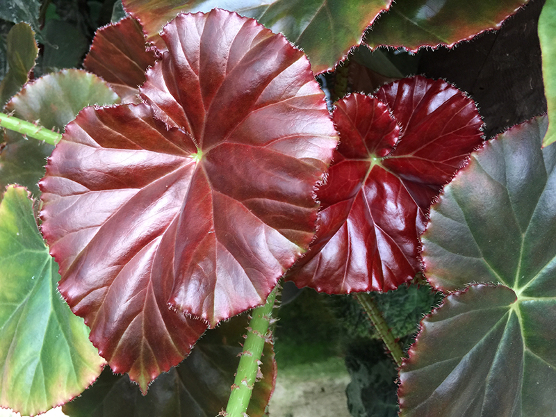 Red Fredレッド・フレッド – Begonia Club