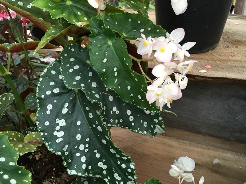 アナン・グレイス Annan Grace – Begonia Club