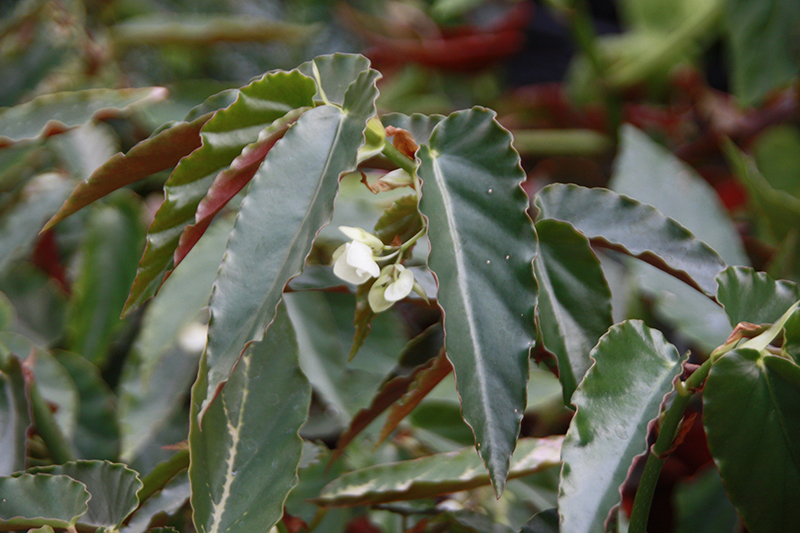 undulata (sp)ウンドゥラータ – Begonia Club