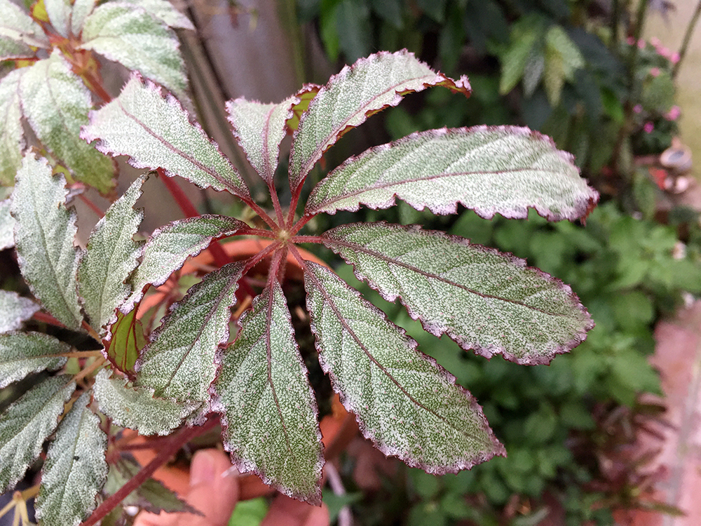 Frosted Starフロステッド・スター – Begonia Club