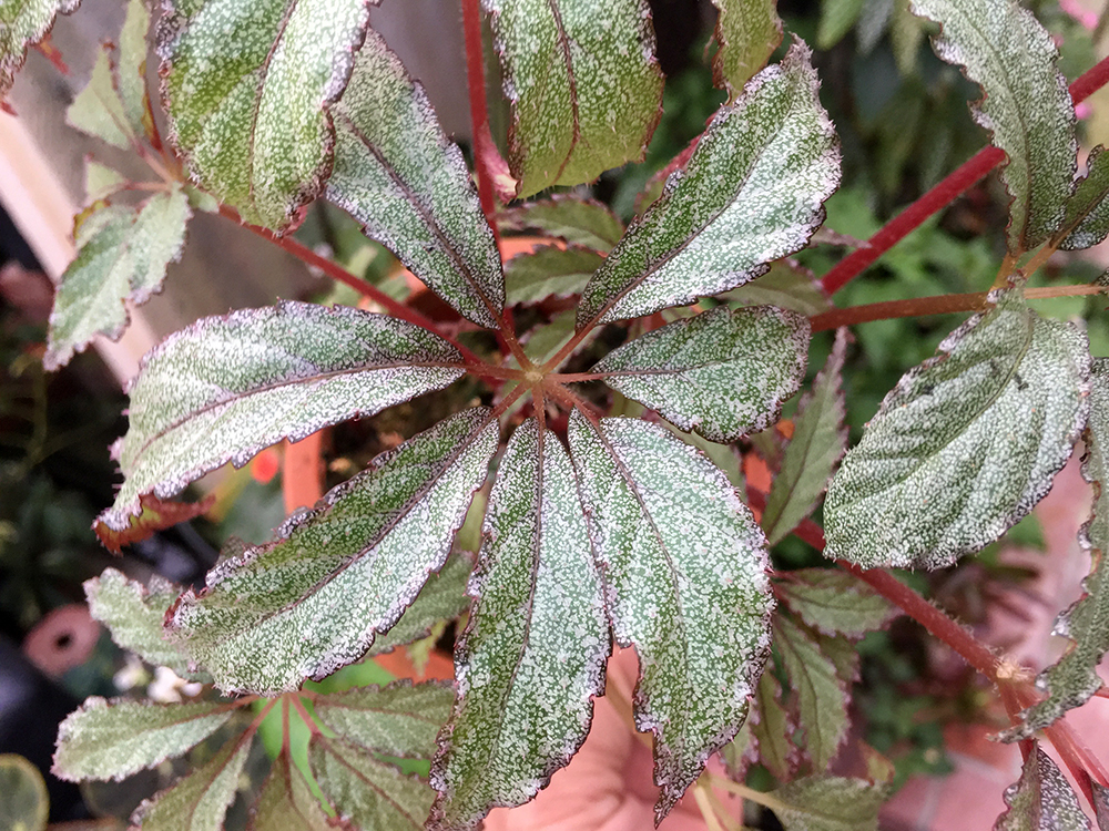 Frosted Starフロステッド・スター – Begonia Club