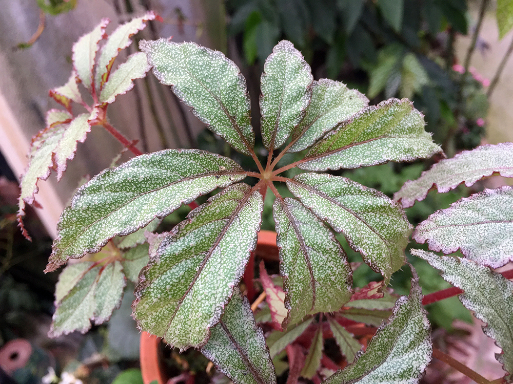 Frosted Starフロステッド・スター – Begonia Club