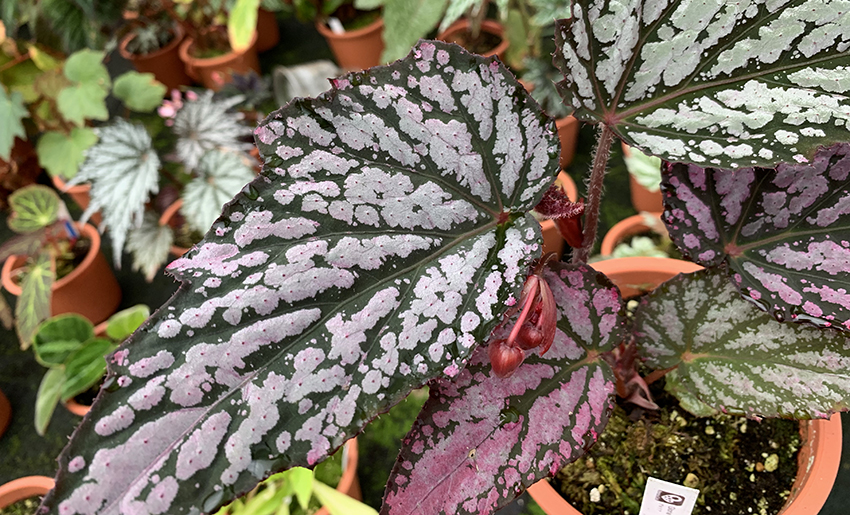 Gloria – Begonia Club