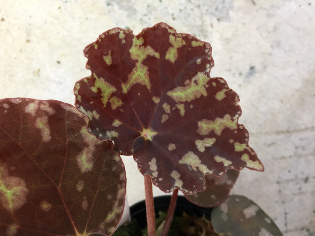 B.sp. mari/sp. マリ – Begonia Club