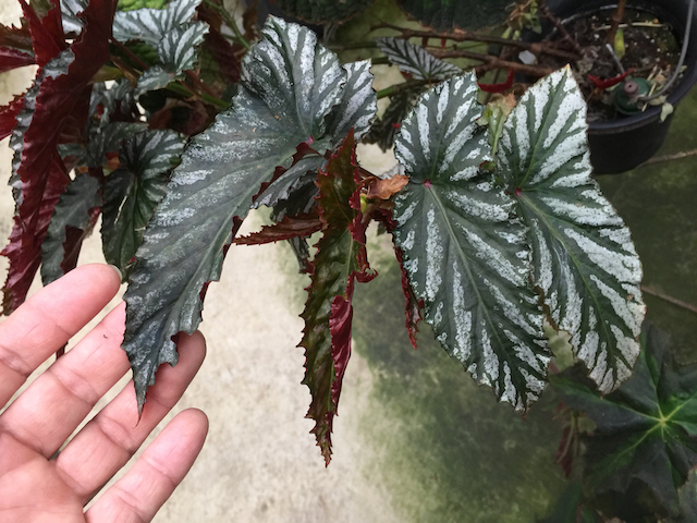 Guy Savard/ガイ・サバード – Begonia Club