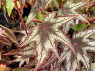 Little Brother Montogomeryリトル・ブラザー・モンゴメリー – Begonia Club