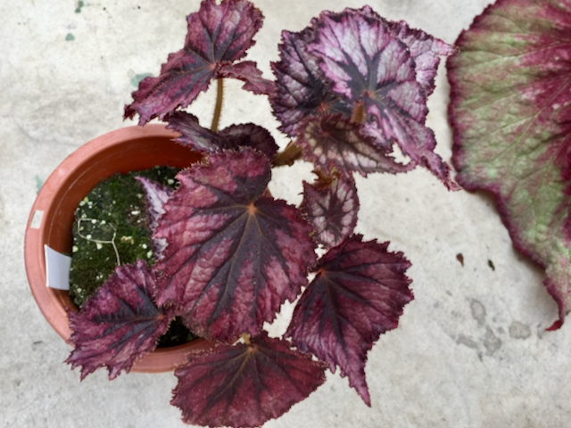 Purple Glory/パープル・グローリー – Begonia Club