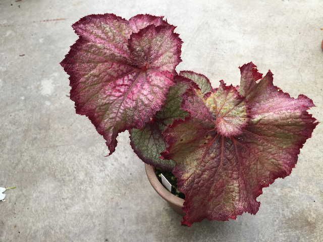 Purple Splash/パープル・スプラッシュ – Begonia Club