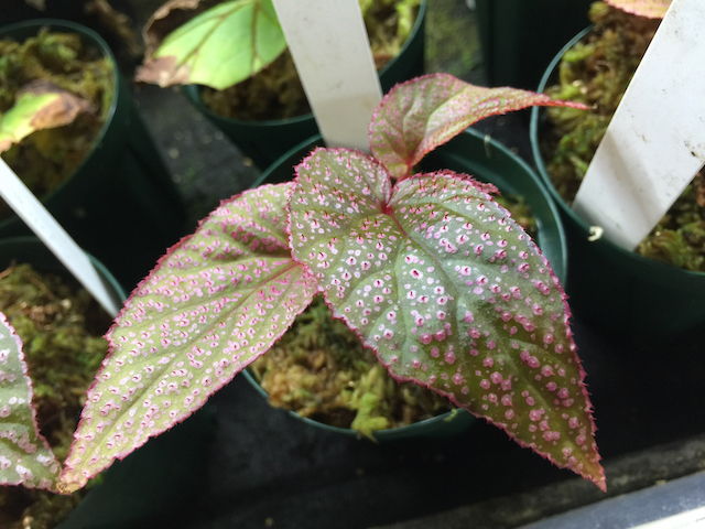 U062/U062 – Begonia Club