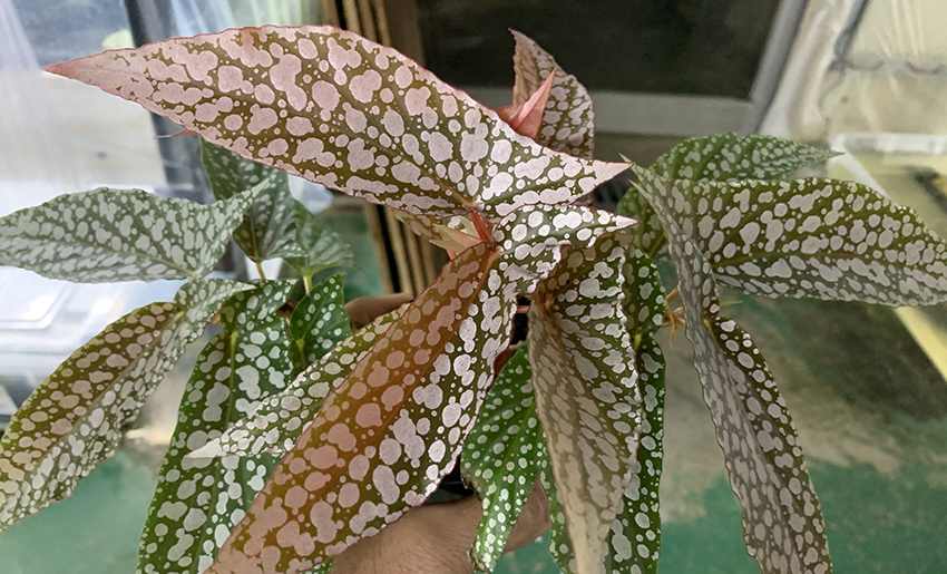 White Ice – Begonia Club