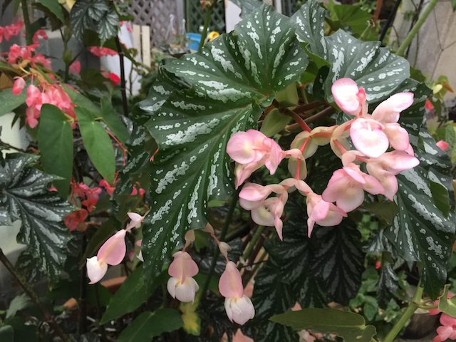 Silver Mist → Silvermist/シルバー・ミスト – Begonia Club