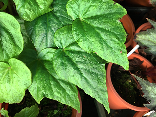 formosana/フォルモサーナ – Begonia Club