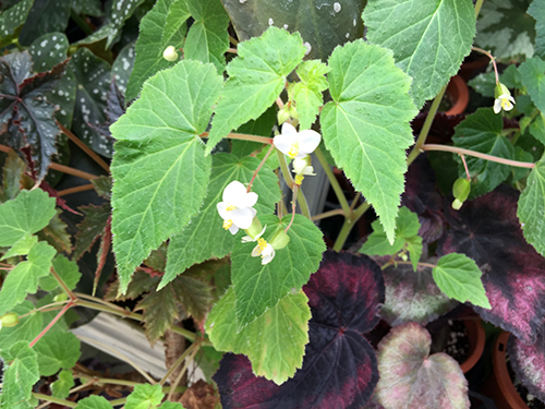 humilis/フミリス – Begonia Club