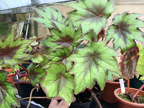 palmata (sp)パルマータ – Begonia Club