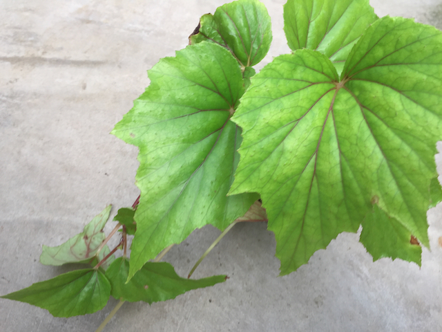 ravenii/ラウェニイ – Begonia Club