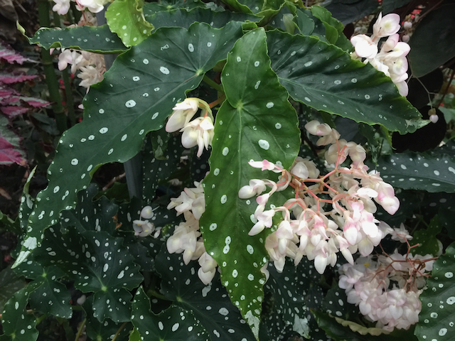 Annan Grace/アナン・グレイス – Begonia Club