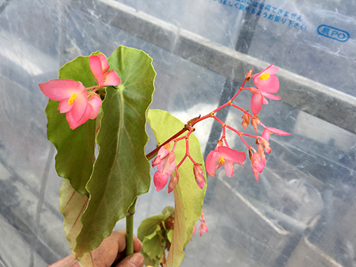 Pearl/パール – Begonia Club