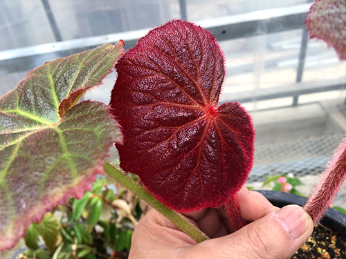 robusta(sp)/ロブスタ – Begonia Club
