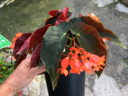 Ottavia Piccolo/オッタビアピッコロ – Begonia Club