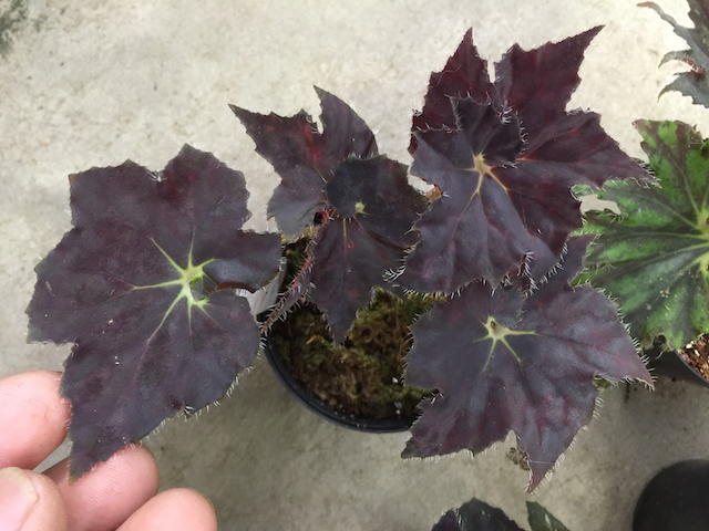 Anne Mary/アン・マリー – Begonia Club