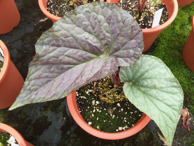 U508 – Begonia Club