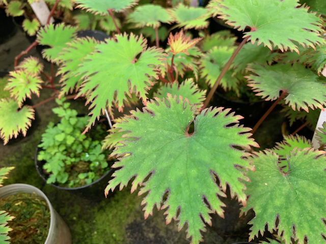 lyallii (sp)/リアリイ – Begonia Club